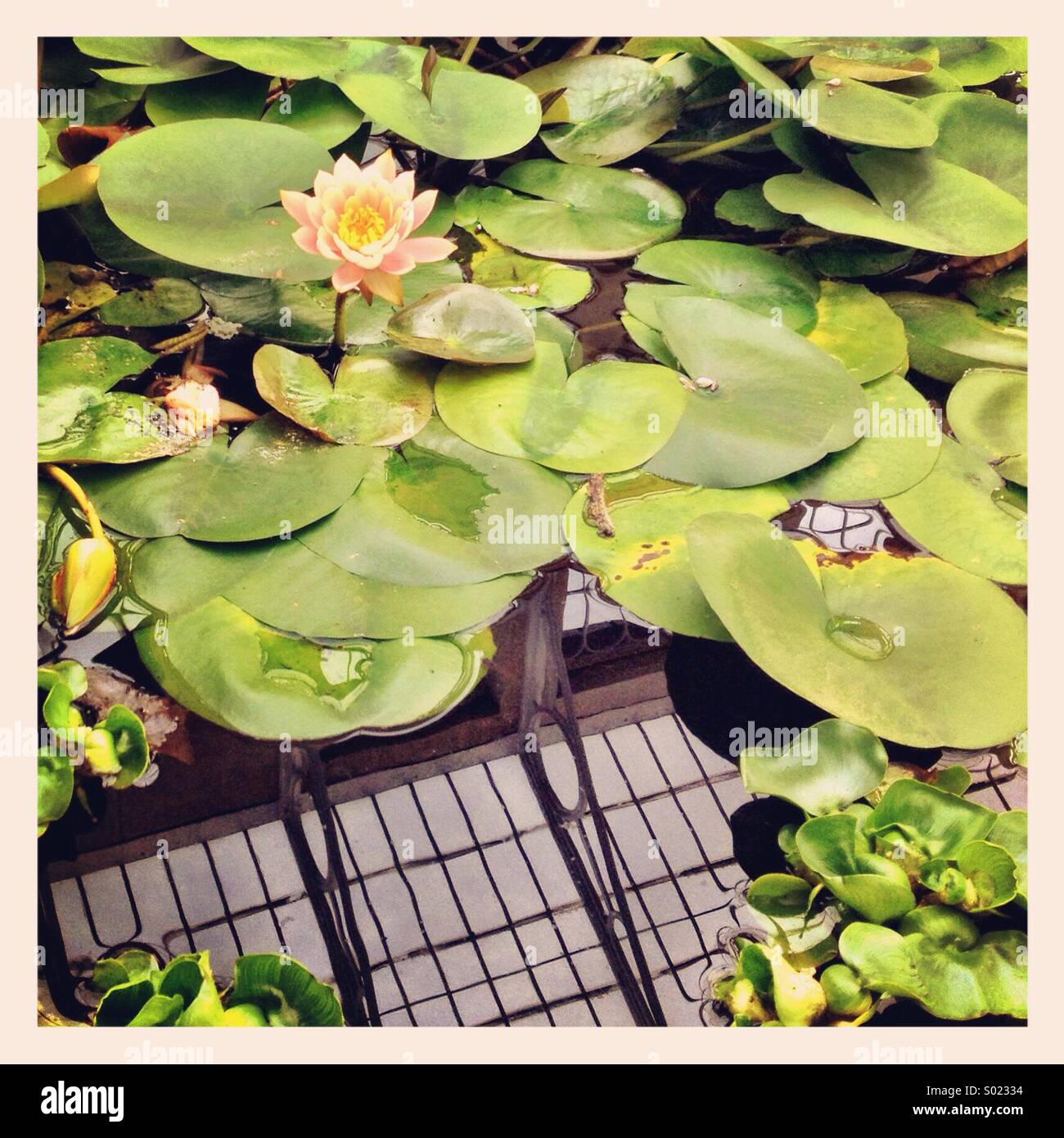 Lilypads hi-res stock photography and images - Alamy