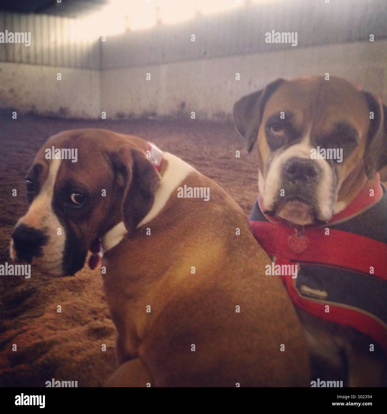 Boxers dog hi-res stock photography and images - Alamy