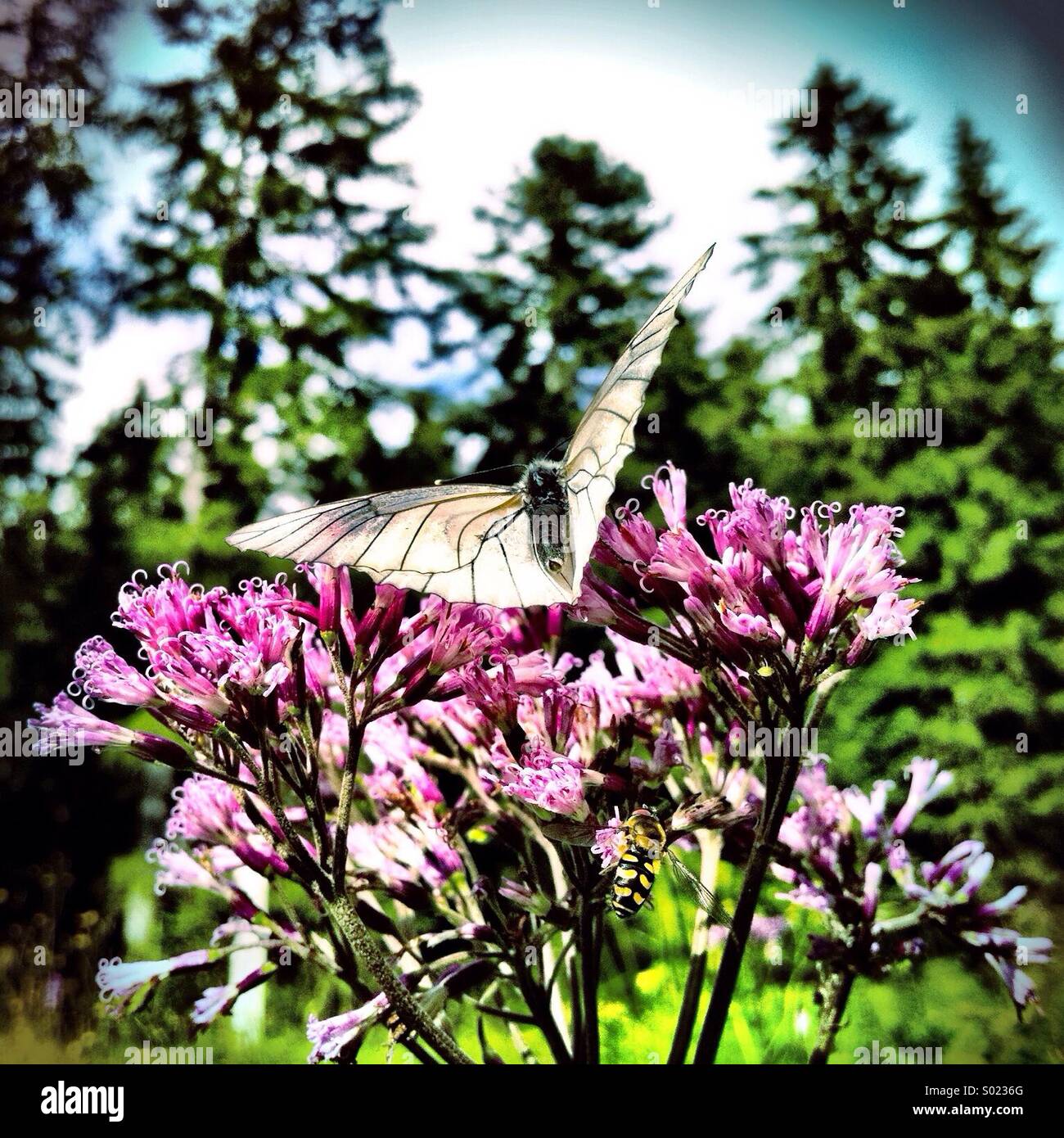 Butterfly on alpine flower Stock Photo - Alamy