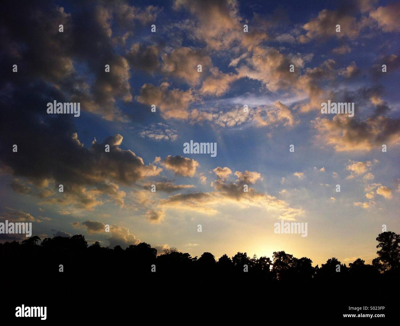 Trees silhouette hi-res stock photography and images - Alamy