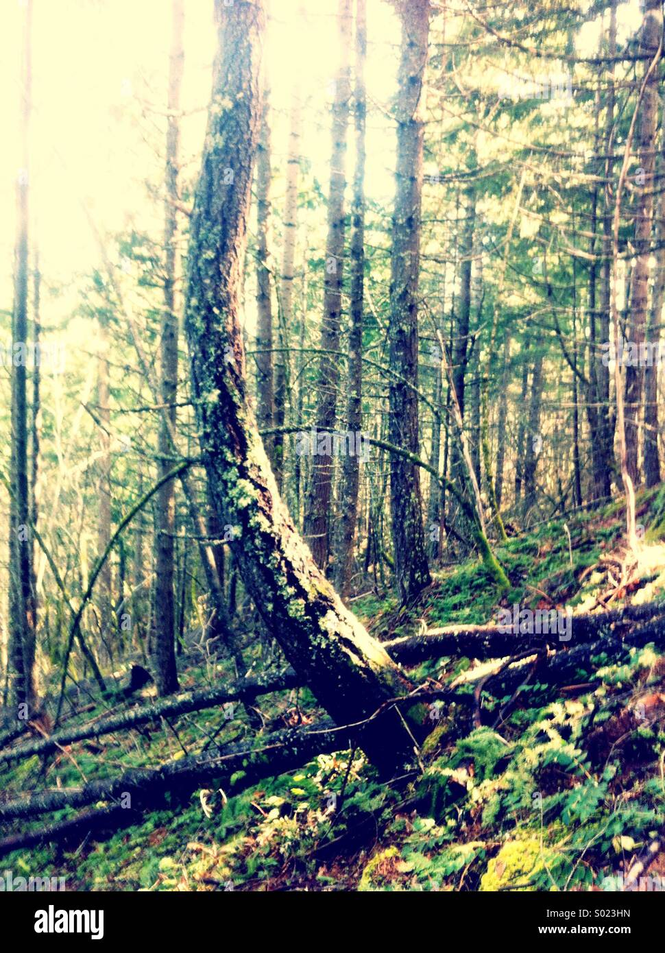 Abnormal tree growth hi-res stock photography and images - Alamy