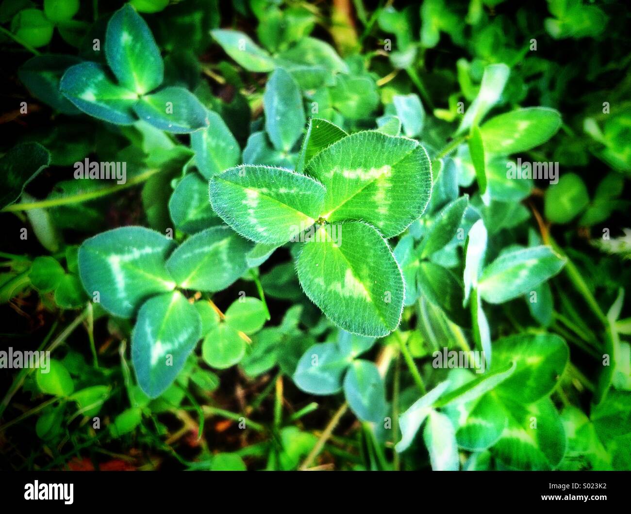 Shamrocks hi-res stock photography and images - Alamy