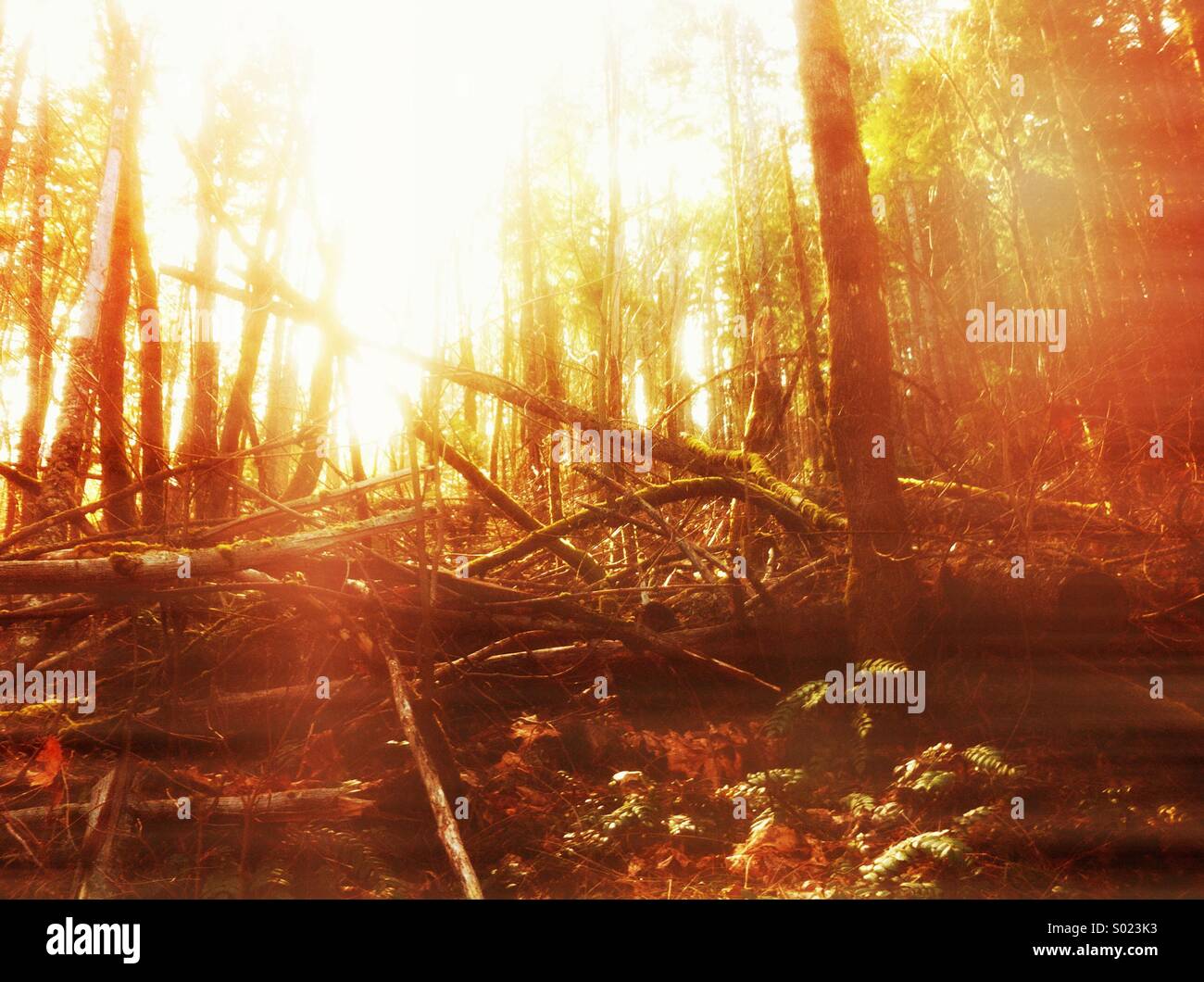 Brigt Sun High Resolution Stock Photography and Images - Alamy