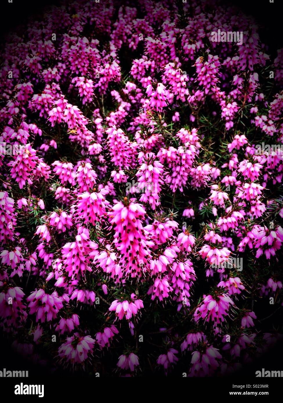 Spring fest hi-res stock photography and images - Alamy