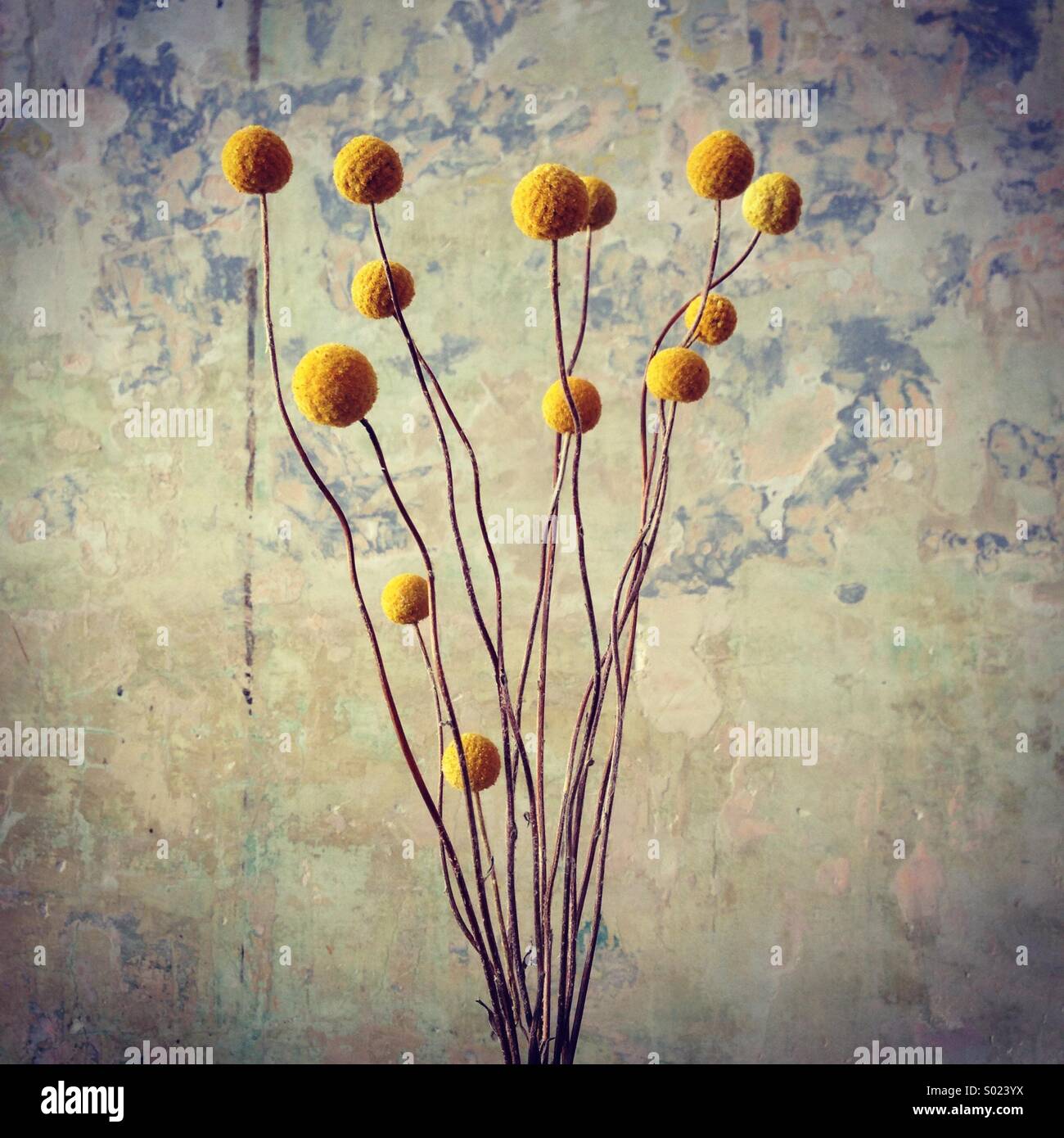 Iconic flowers affront a distressed wall. Perth, Australia Stock Photo ...