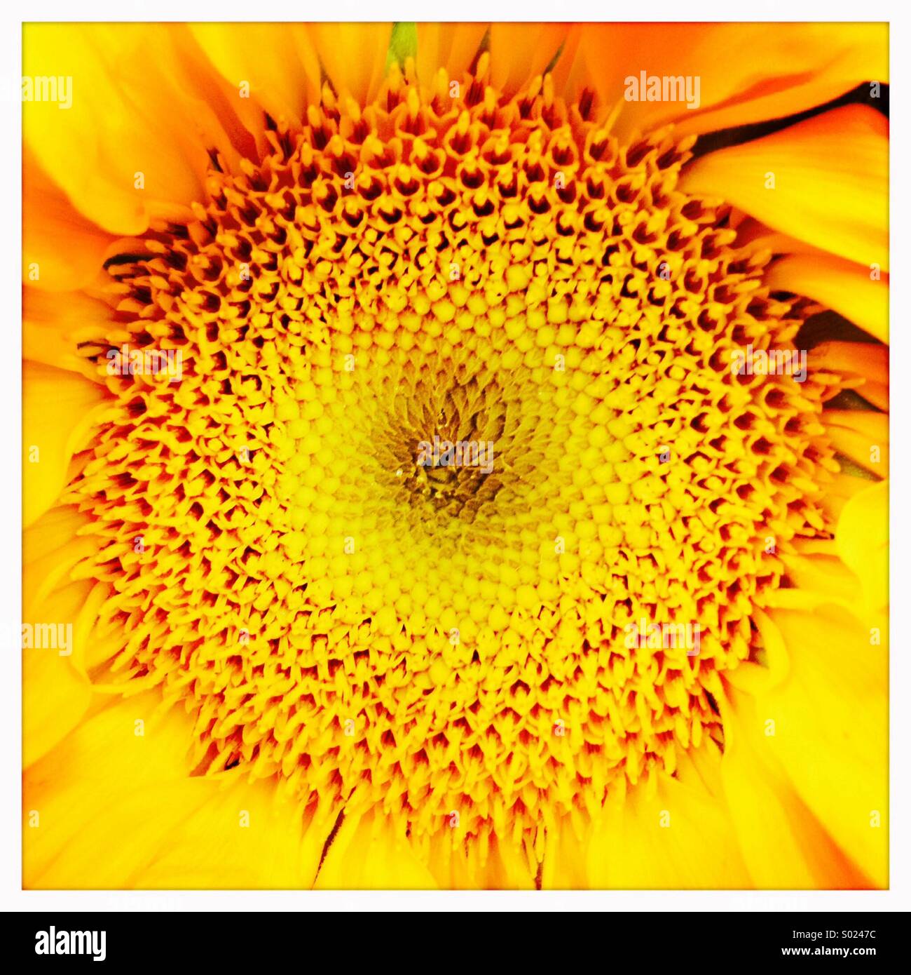 Sunflower seed hi-res stock photography and images - Alamy
