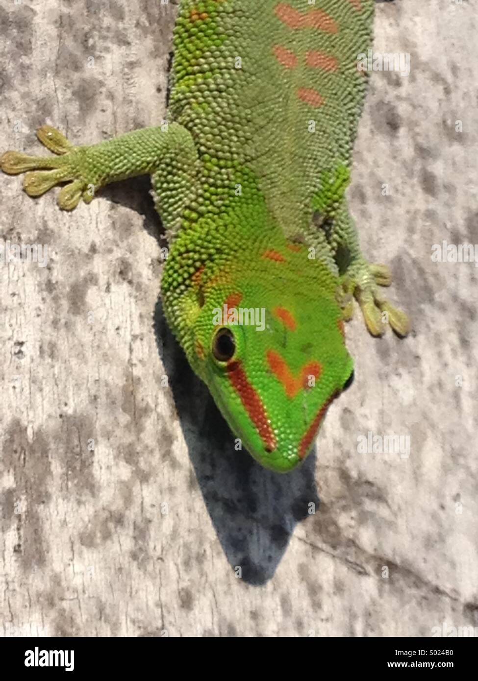 Gecko on a tree Stock Photo - Alamy