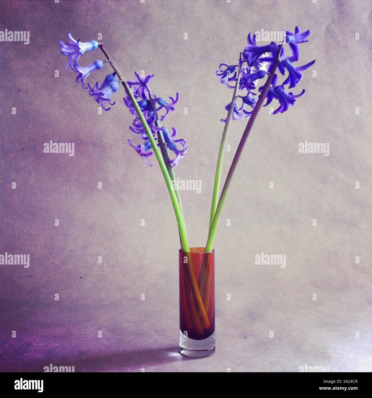 Hyacinths in vase Stock Photo - Alamy