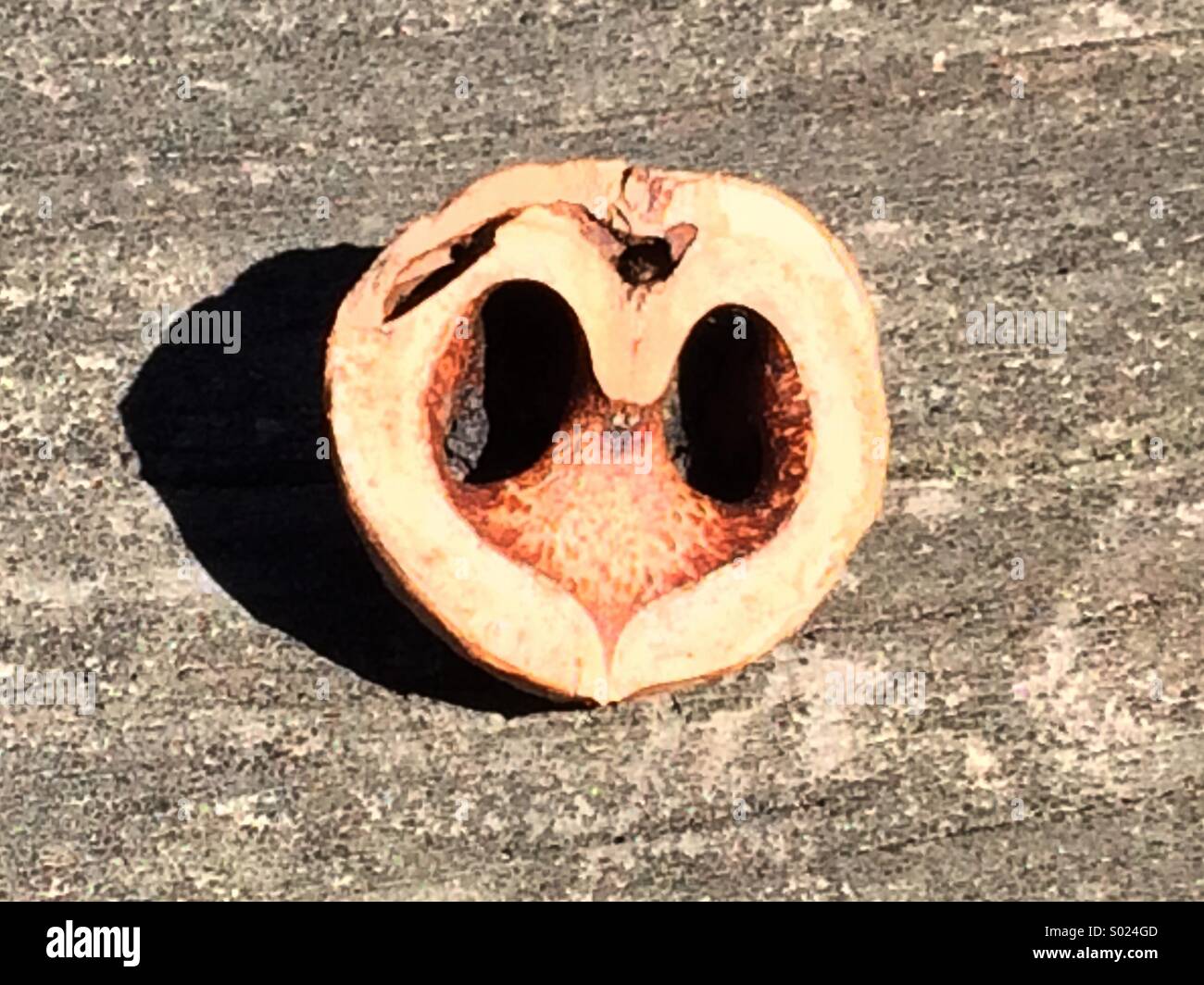 Heart shaped shell hi-res stock photography and images - Alamy
