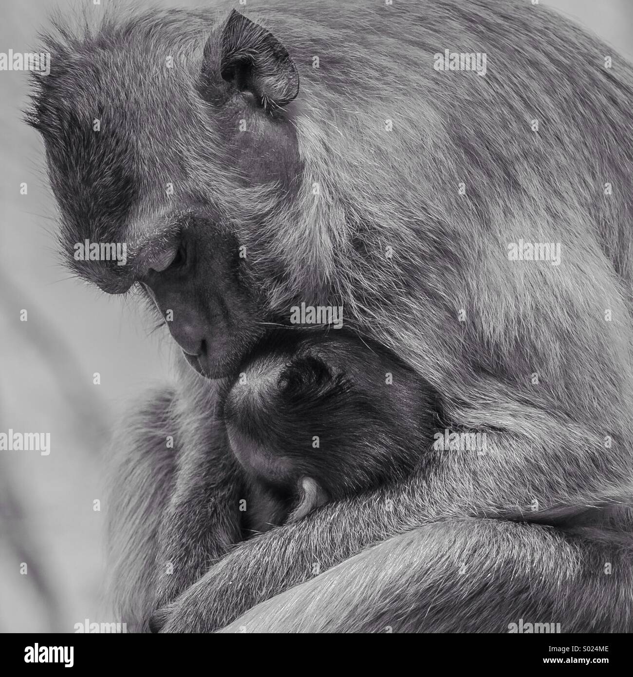 Monkey love hi-res stock photography and images - Alamy