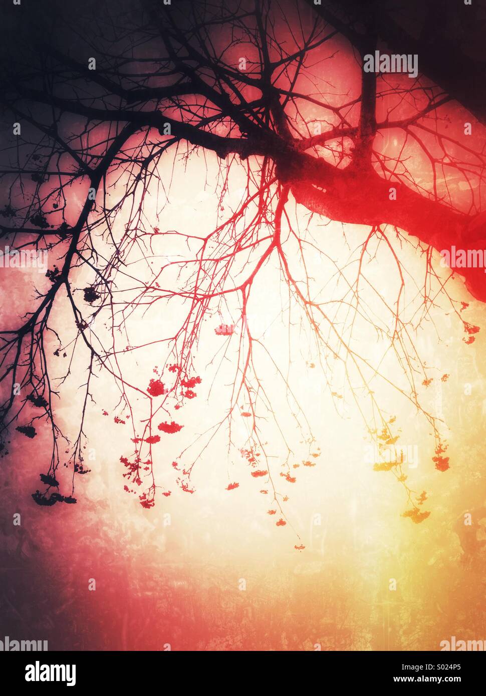 Tree branches berries hi-res stock photography and images - Alamy