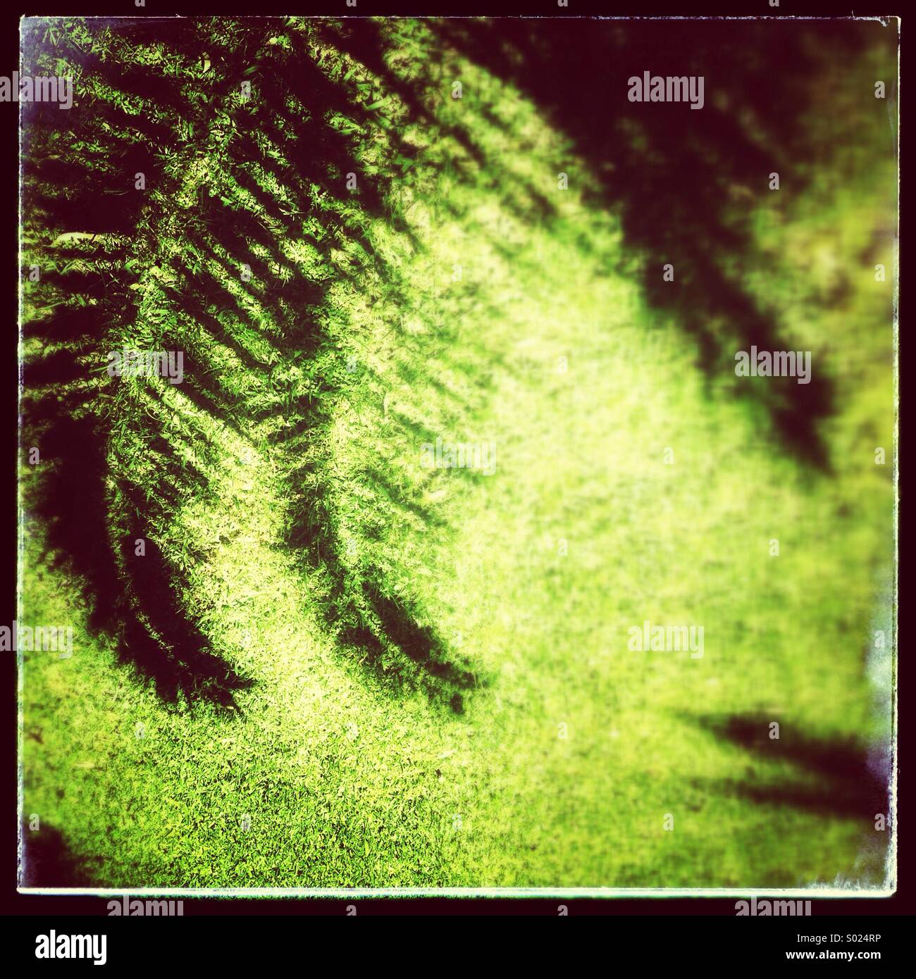 Tree leaves shadow hi-res stock photography and images - Alamy