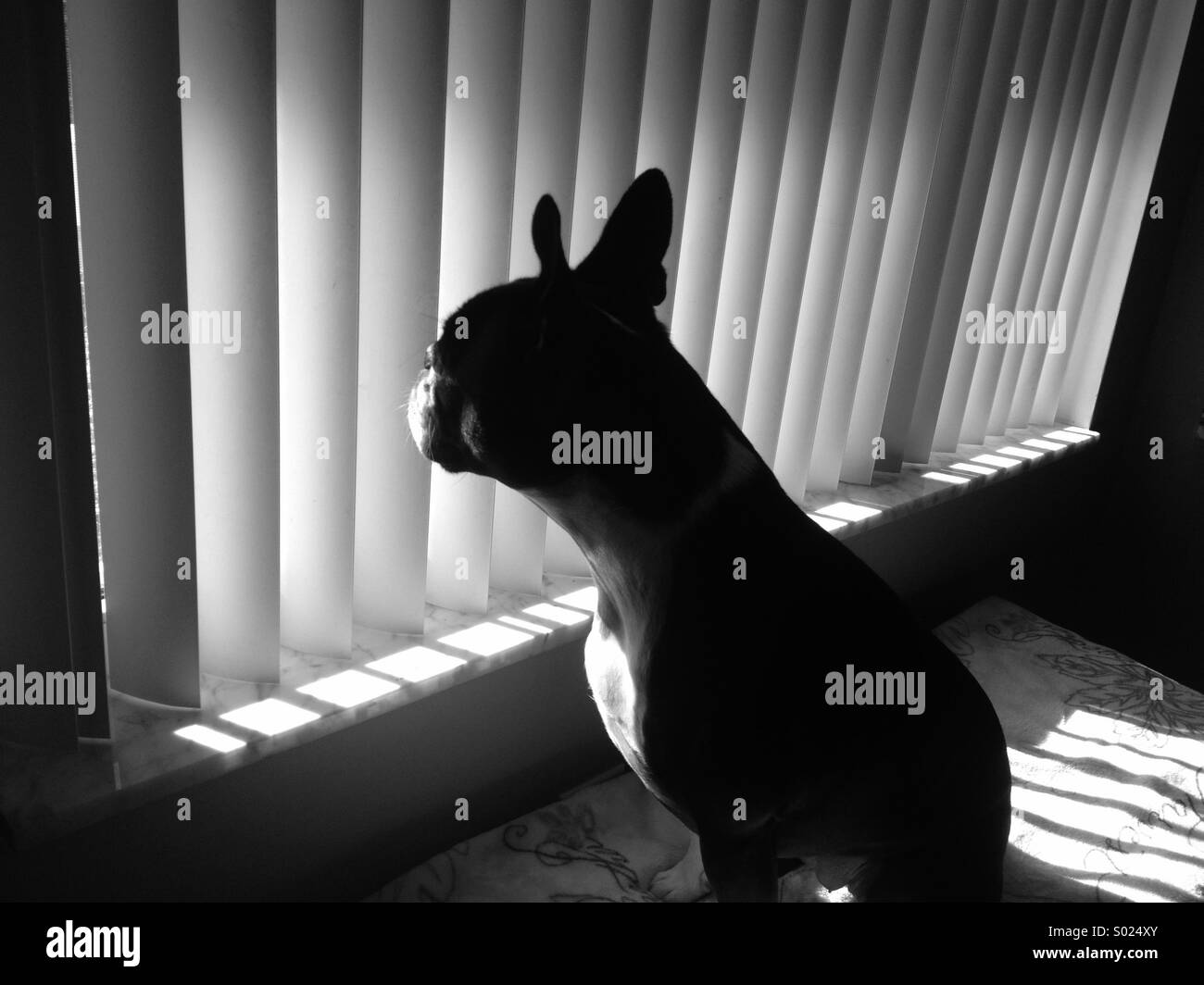 Waiting for the master Stock Photo - Alamy