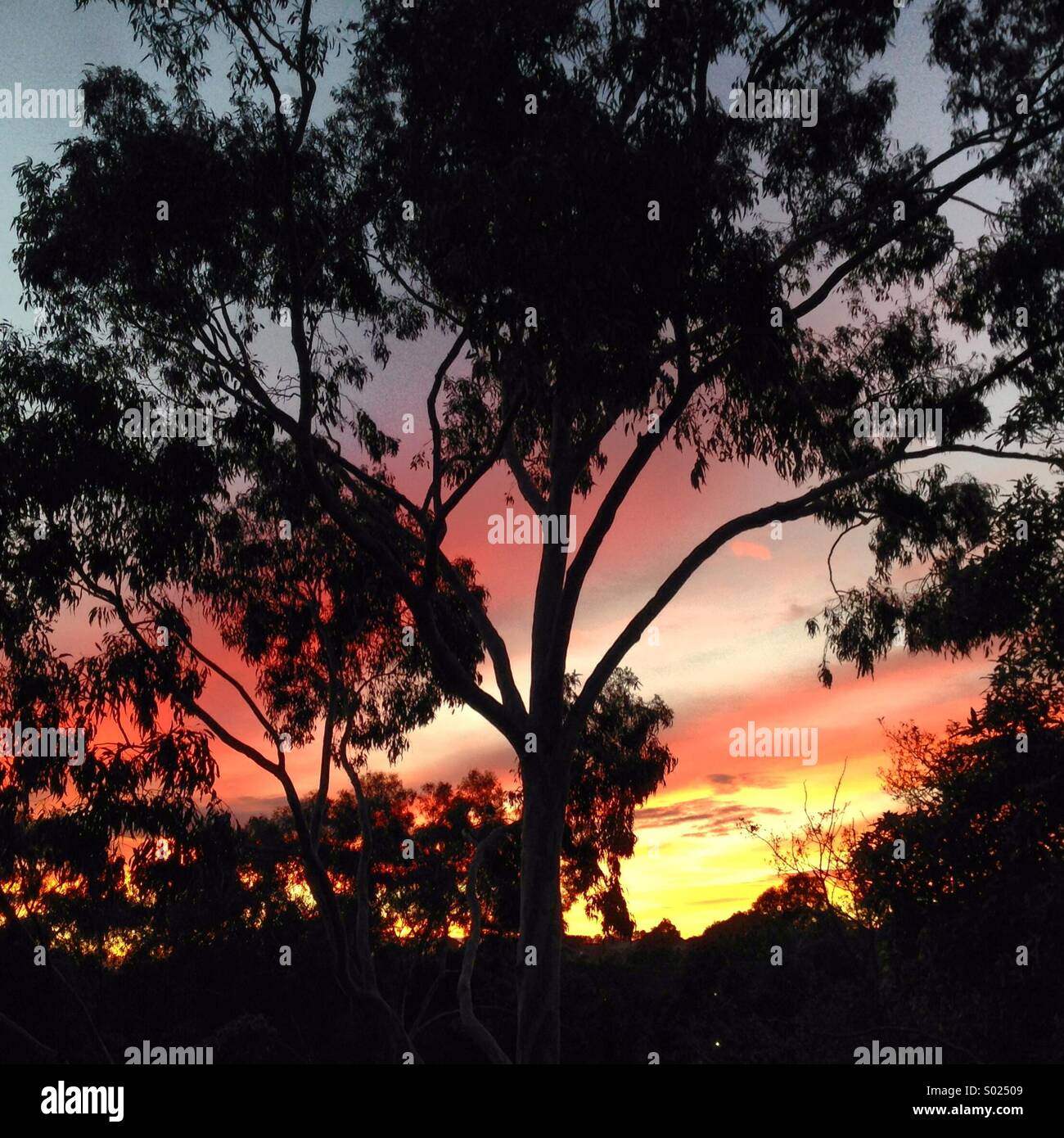 Gum Tree Australia High Resolution Stock Photography and Images - Alamy