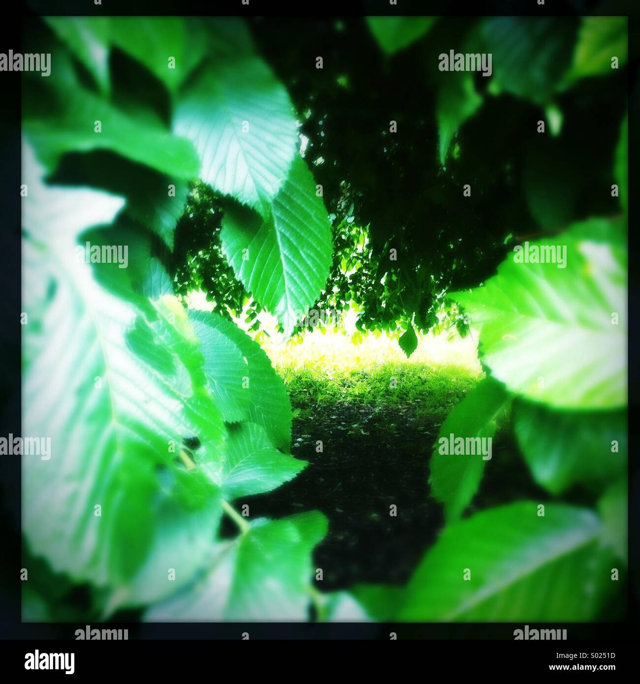 Inside the Tree Stock Photo - Alamy