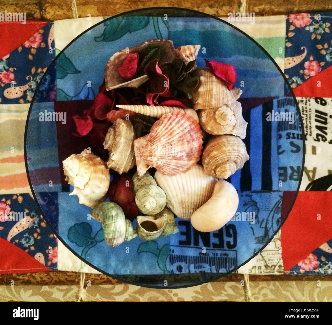 Colourful sea shells Stock Photo - Alamy