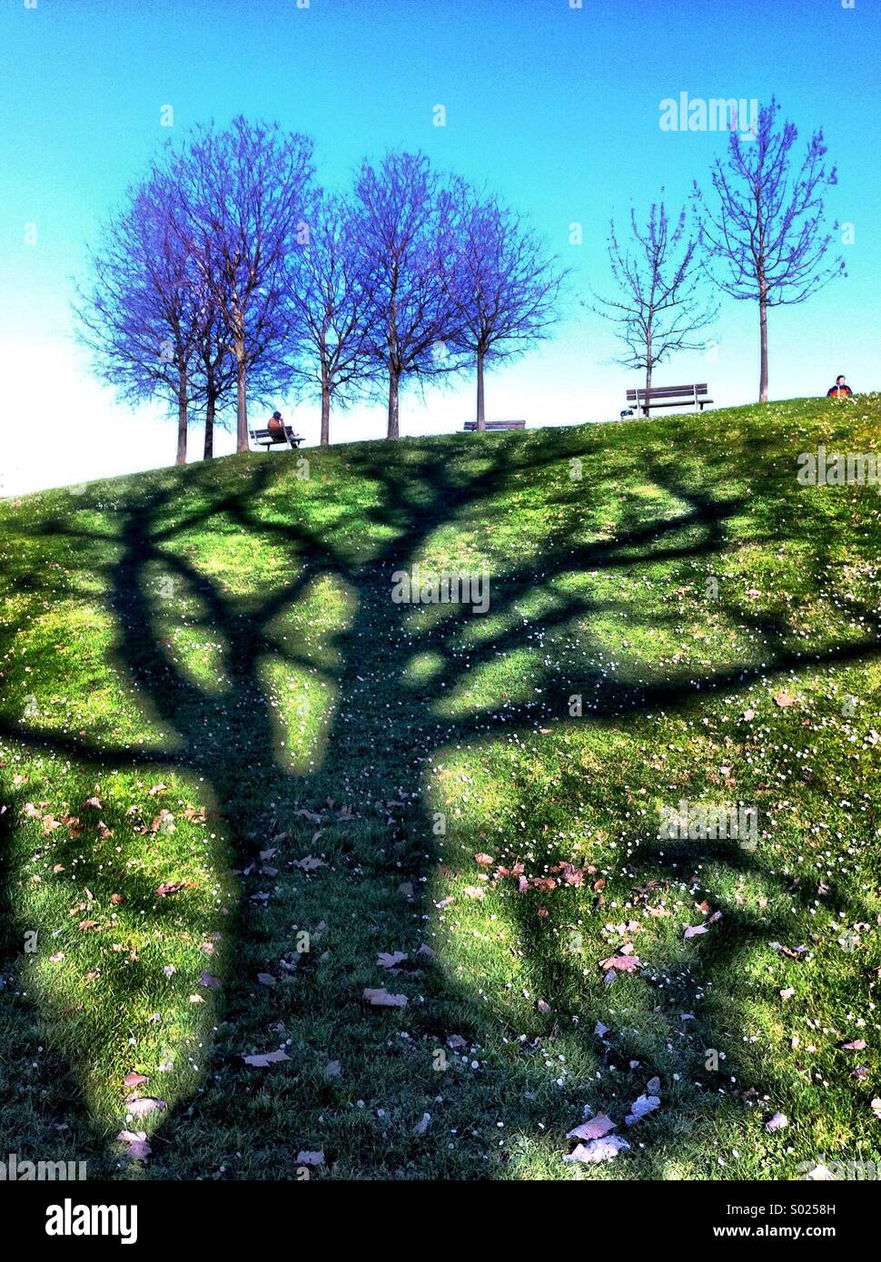 Tree shade park hi-res stock photography and images - Alamy