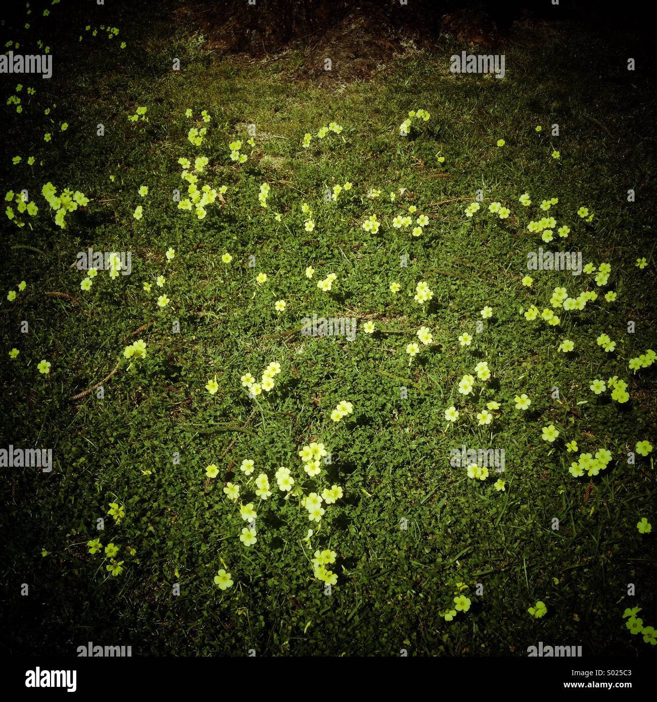 Spring flowers and grass garden Stock Photo - Alamy