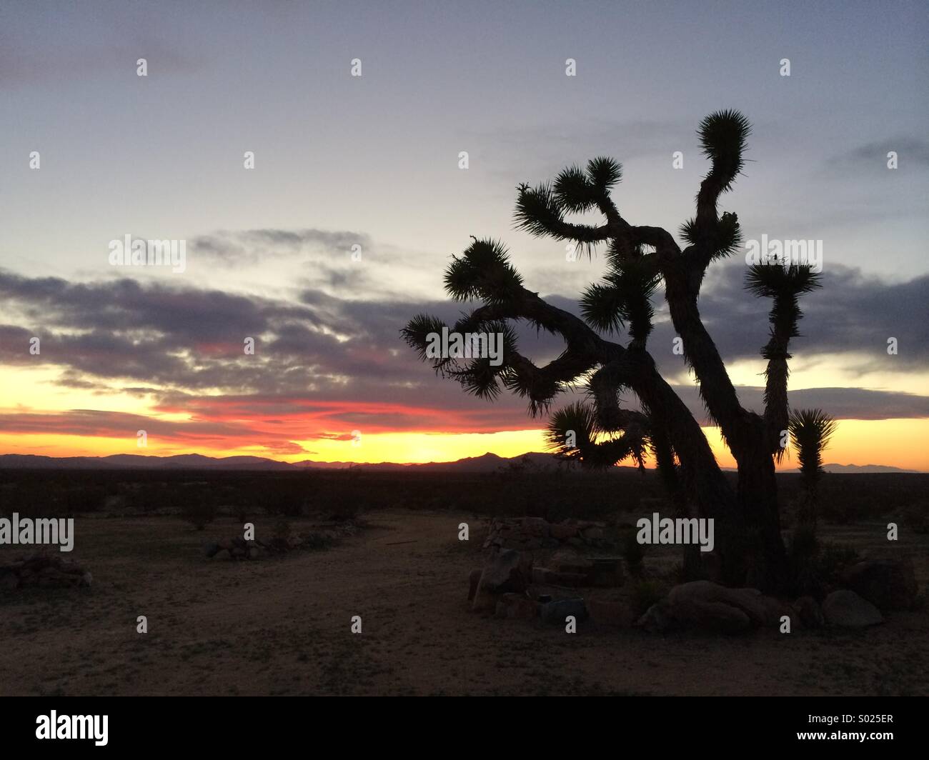 Trees of joshua tree hi-res stock photography and images - Alamy