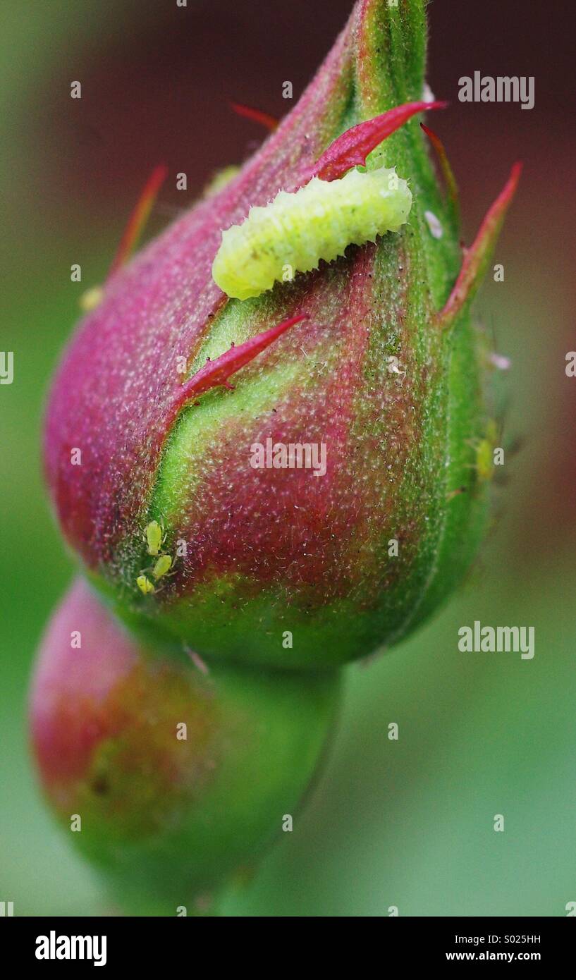 Insect infestation hi-res stock photography and images - Alamy