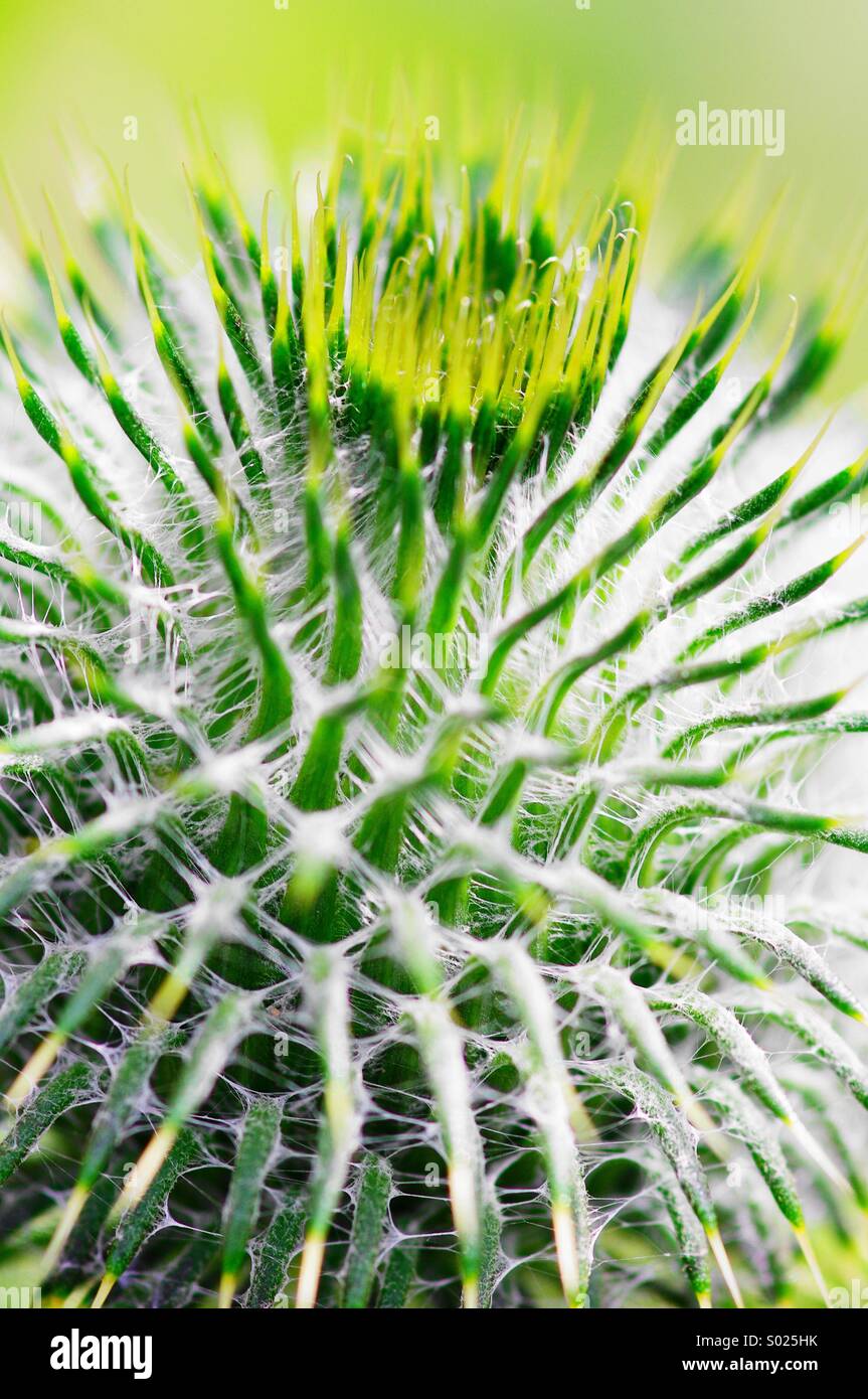Prickly flower hi-res stock photography and images - Alamy