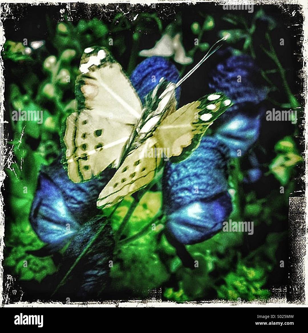 Butterfly still life Stock Photo - Alamy