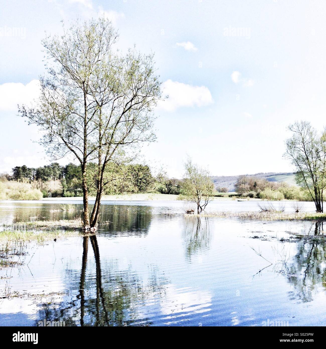 Flooded trees hi-res stock photography and images - Alamy