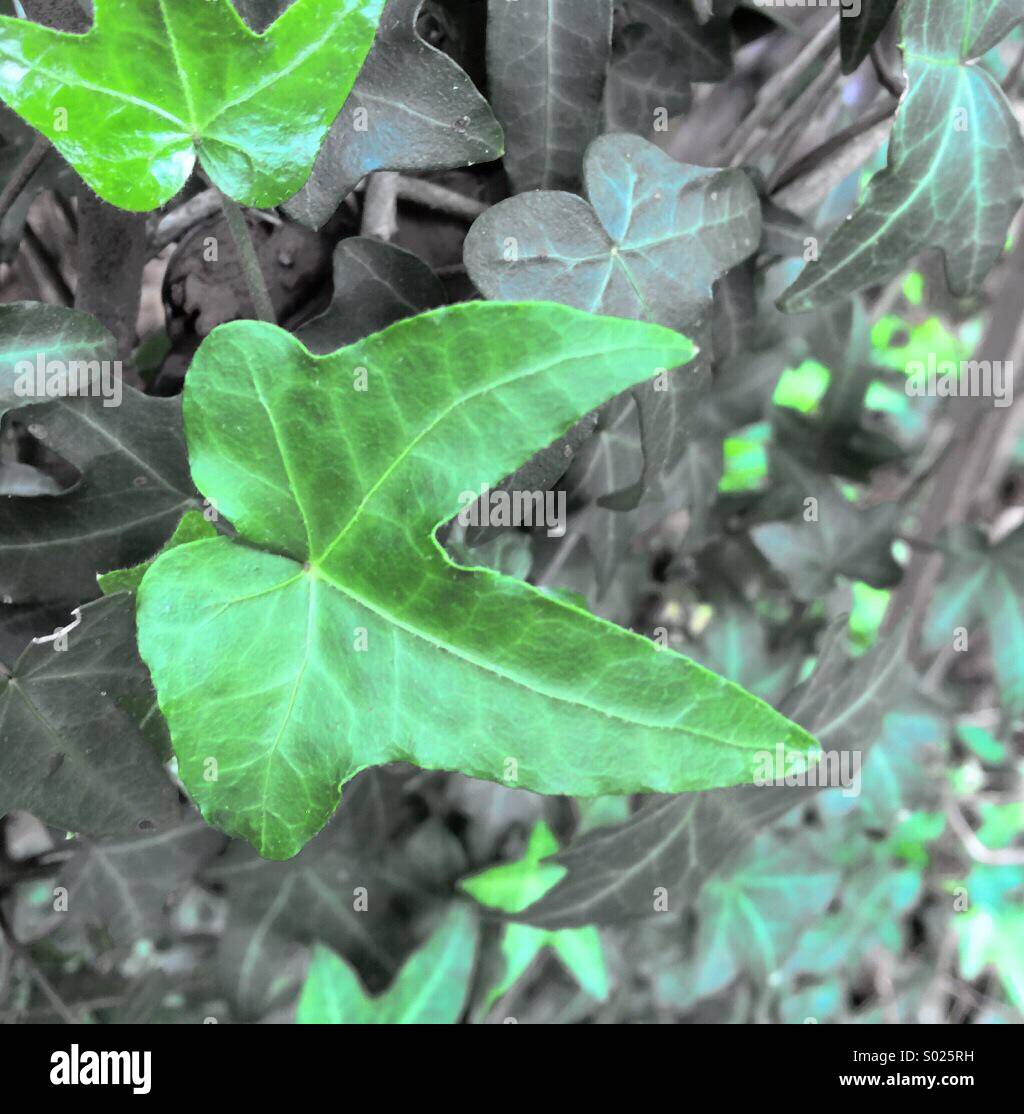 English Ivy High Resolution Stock Photography and Images - Alamy