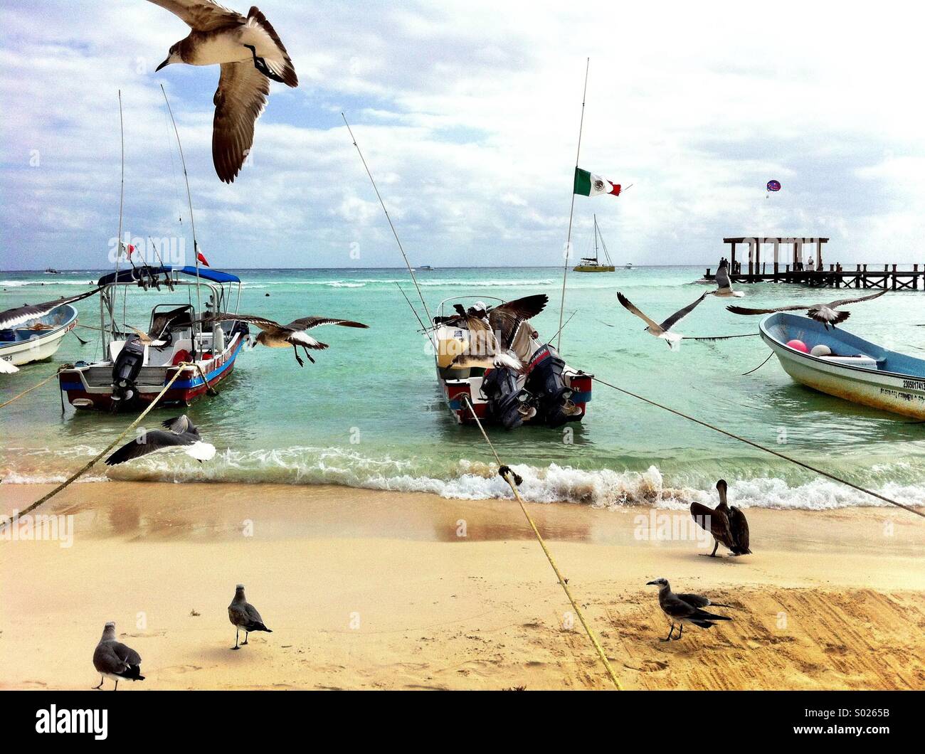 Tropical beach birds hi-res stock photography and images - Alamy