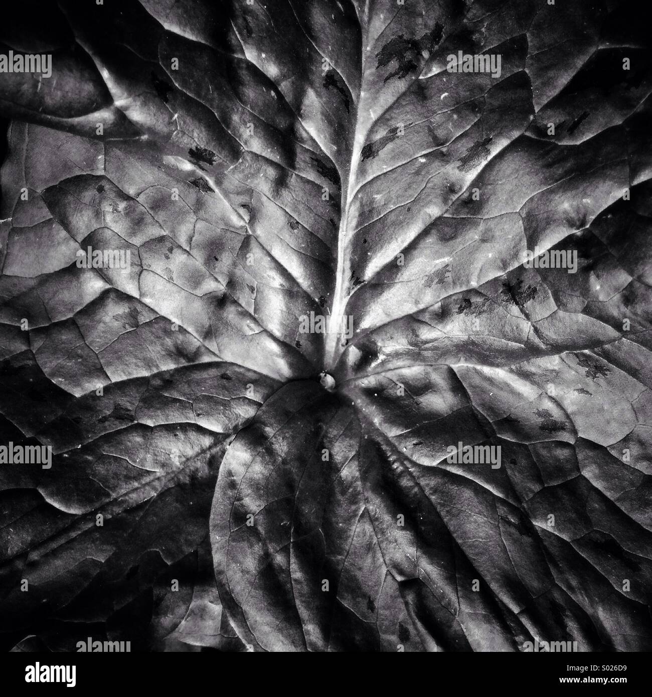 Leaf High Resolution Stock Photography and Images - Alamy