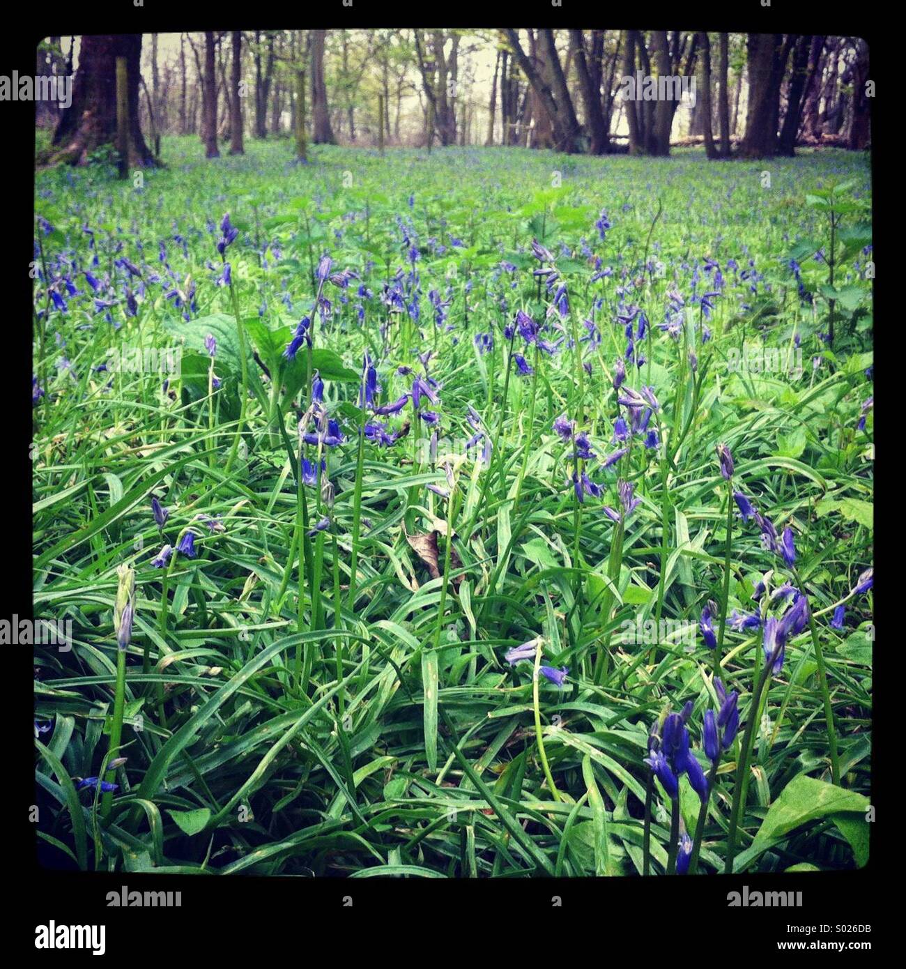 Blue bell field, suffolk, waldringfield, Dunwich, east anglia, woods ...