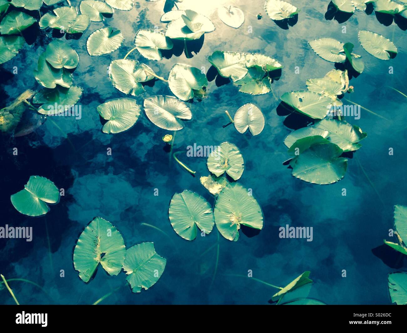 Lily pads on a Florida lake Stock Photo - Alamy