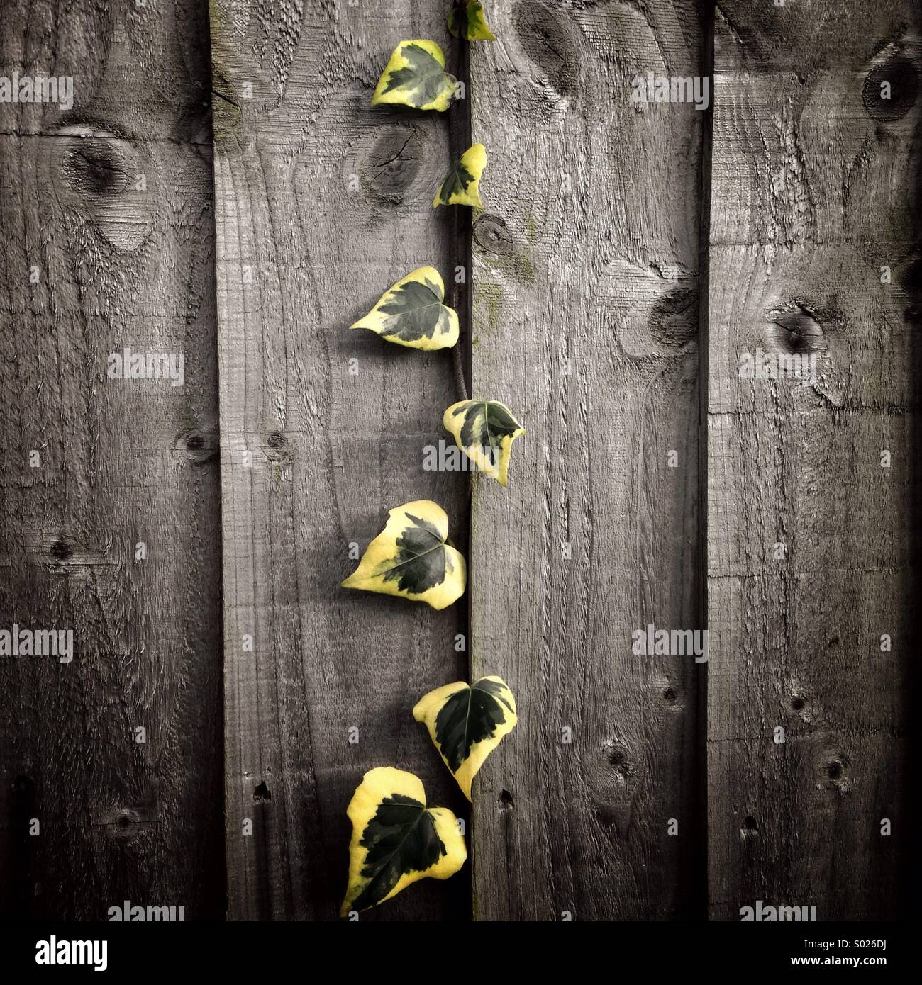 Growth spring hi-res stock photography and images - Alamy