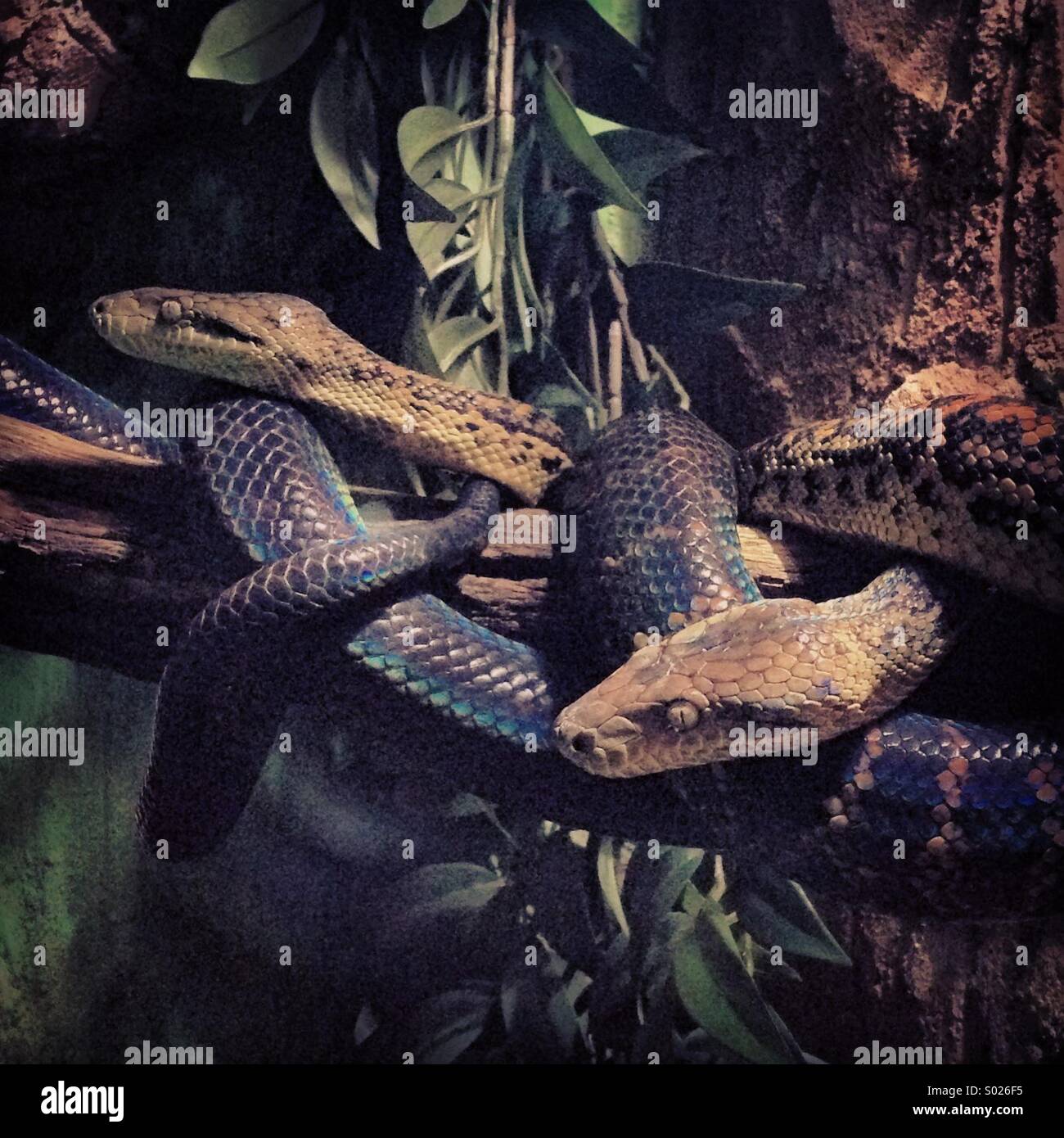 Entwined snakes hi-res stock photography and images - Alamy