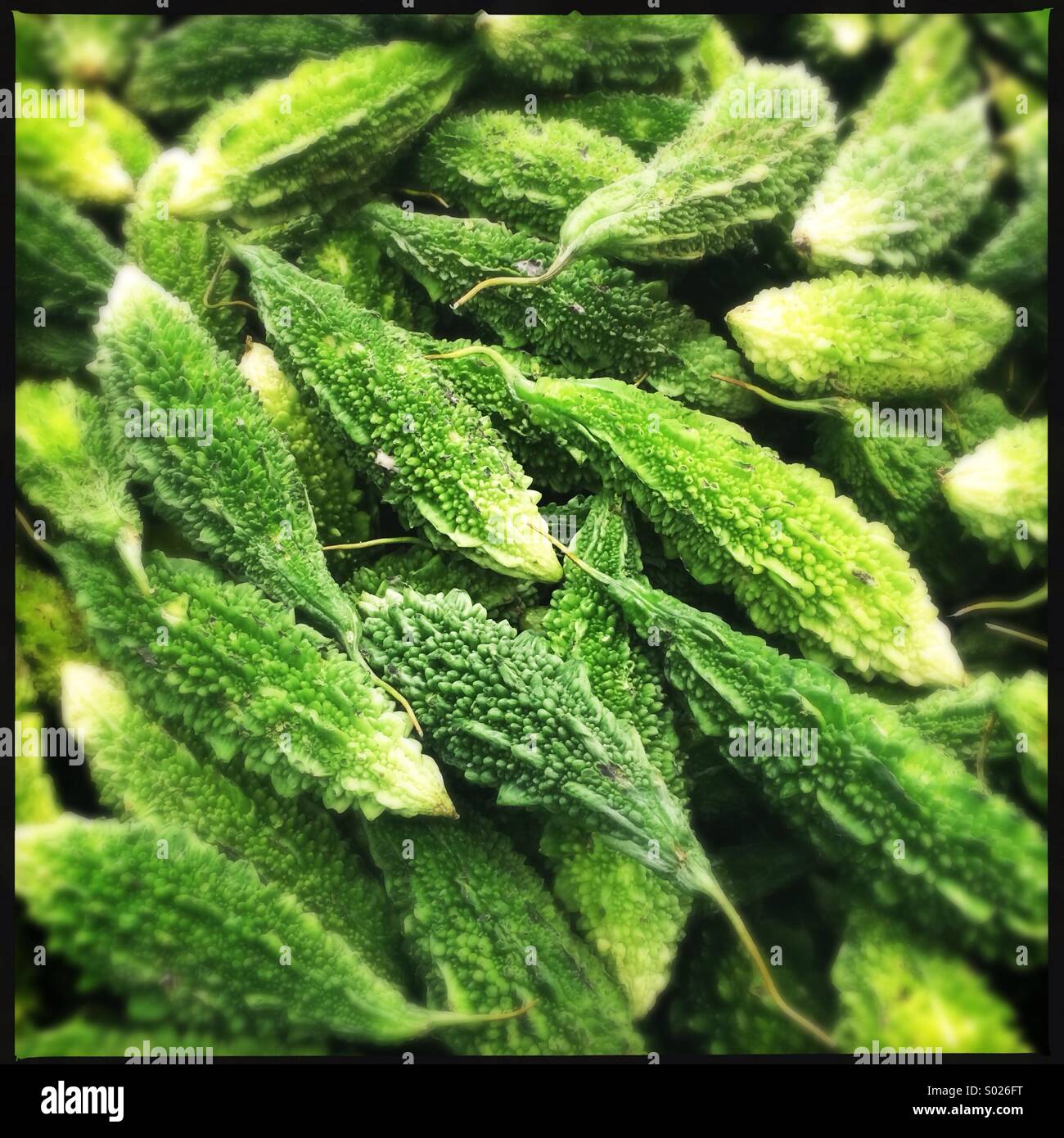 Prickly melon hi-res stock photography and images - Alamy