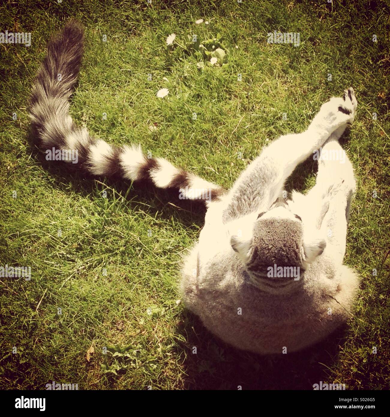 Ringtail hi-res stock photography and images - Alamy