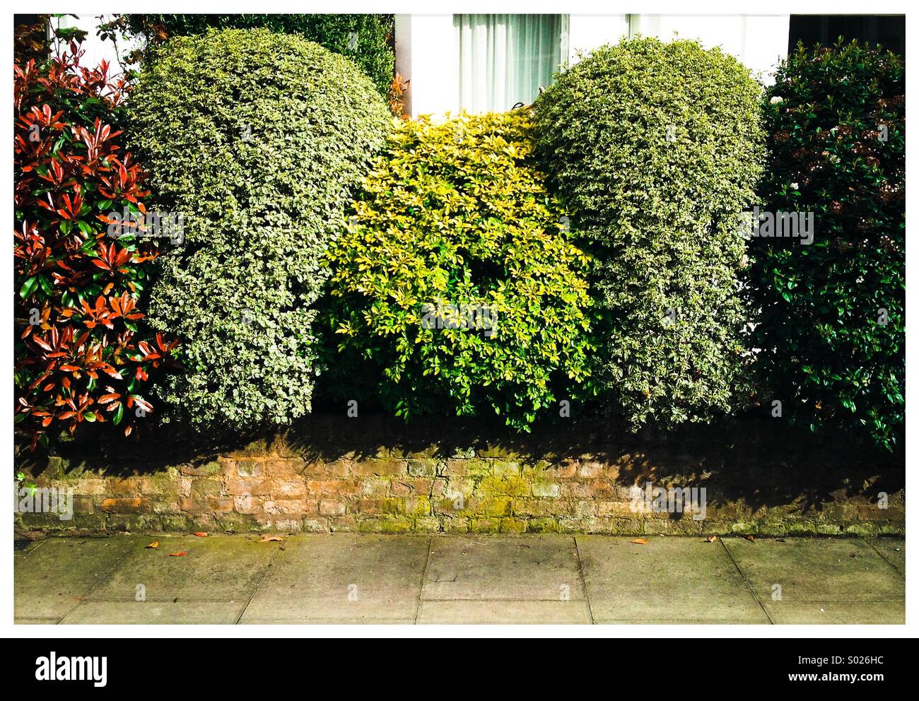 Hedge and brick wall hi-res stock photography and images - Alamy
