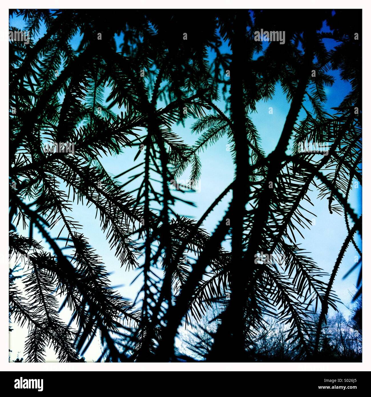 Pine needles silhouette hi-res stock photography and images - Alamy