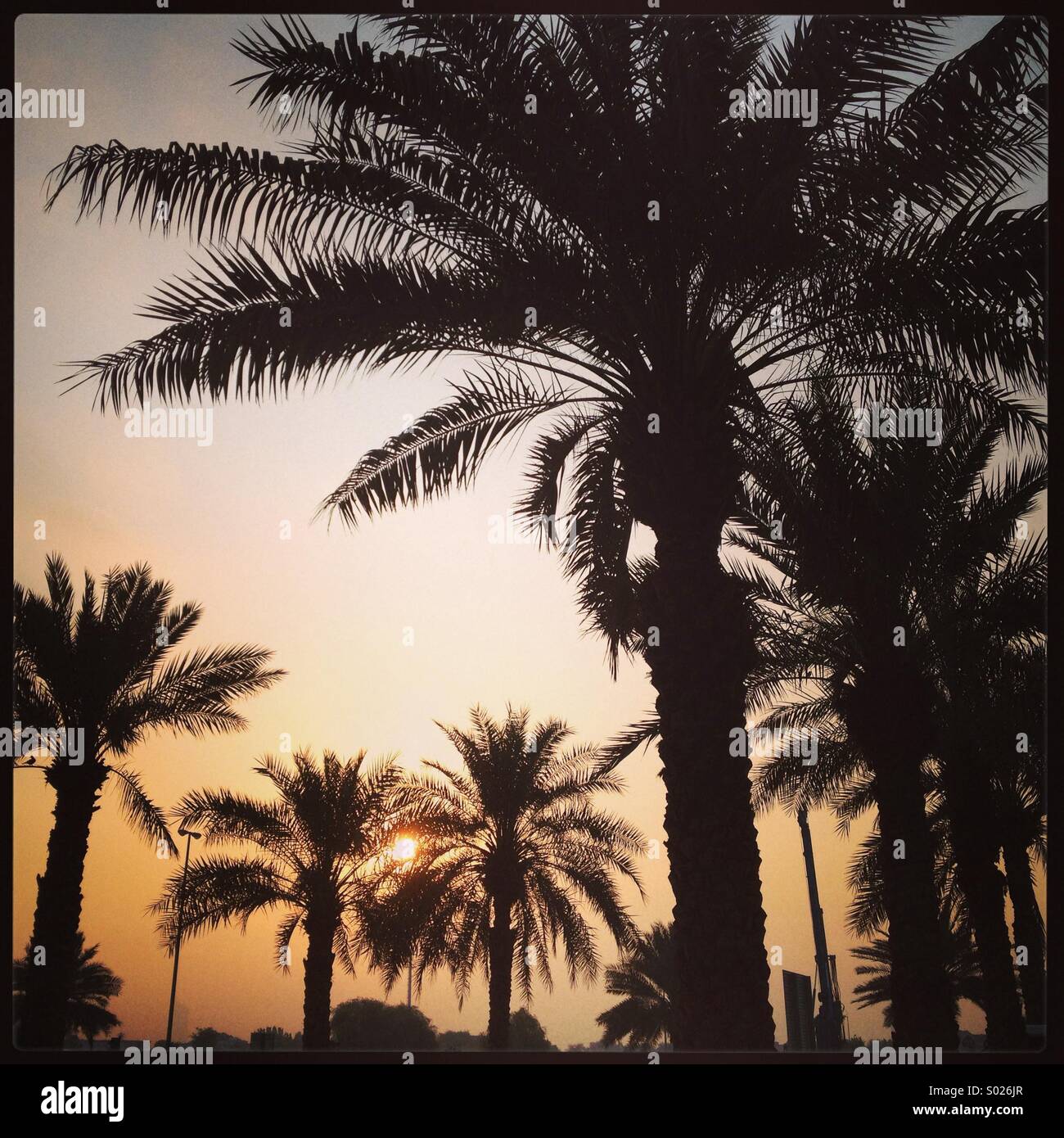 Dubai palm trees hi-res stock photography and images - Alamy