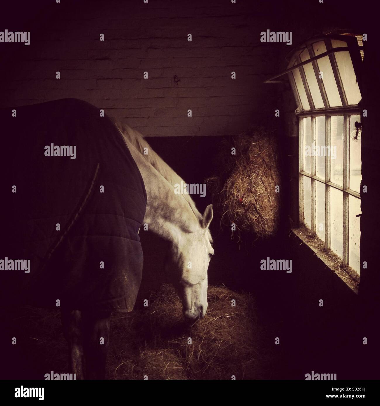 White horse stables hi-res stock photography and images - Alamy