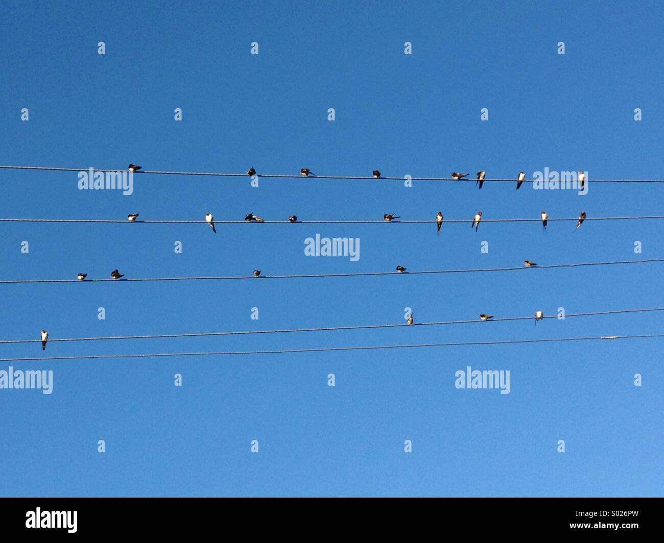 Birds on electric wire Stock Photo - Alamy