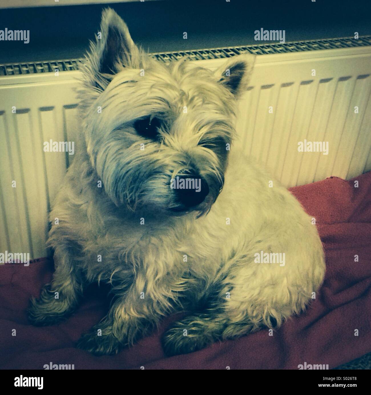 Nice picture dog hi-res stock photography and images - Alamy