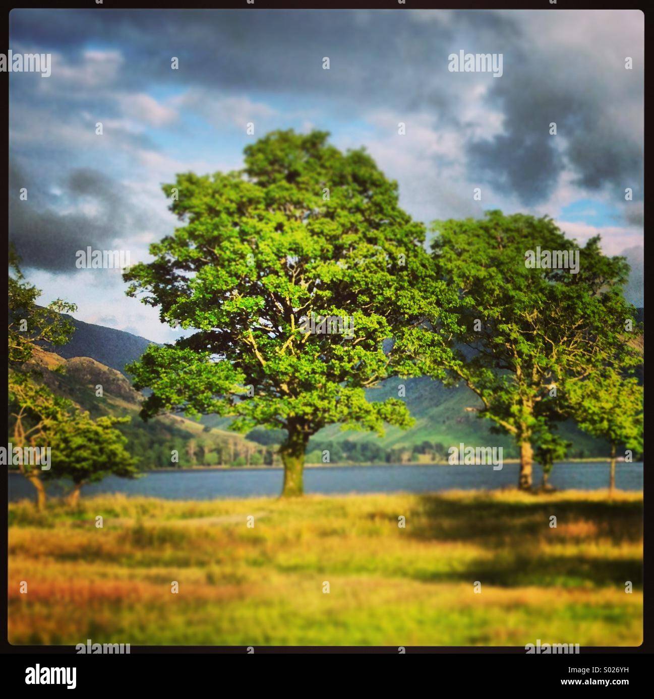 Tree beside Buttermere in the Lake District Stock Photo - Alamy