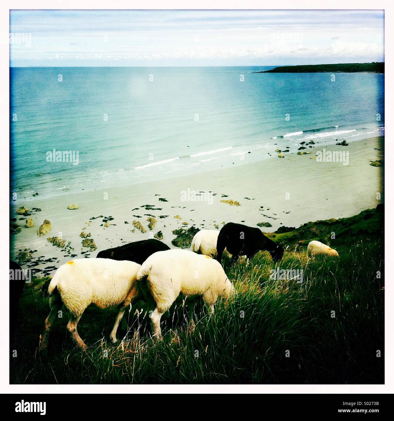 Sheep grazing by the sea hi-res stock photography and images - Alamy