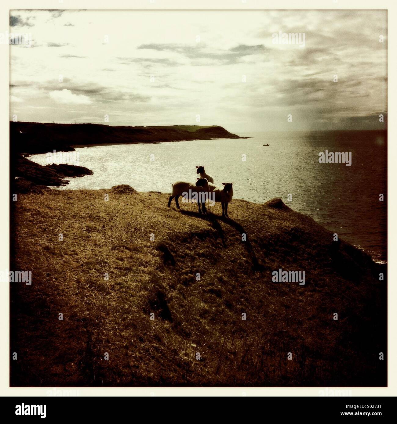 Sheep on cliff top hi-res stock photography and images - Alamy