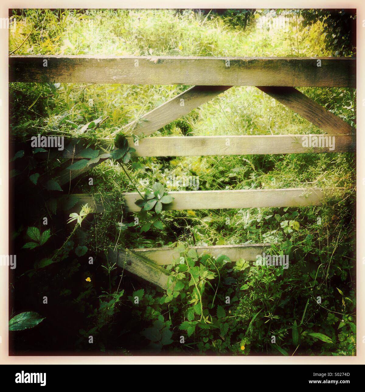 Overgrown with brambles hi-res stock photography and images - Alamy