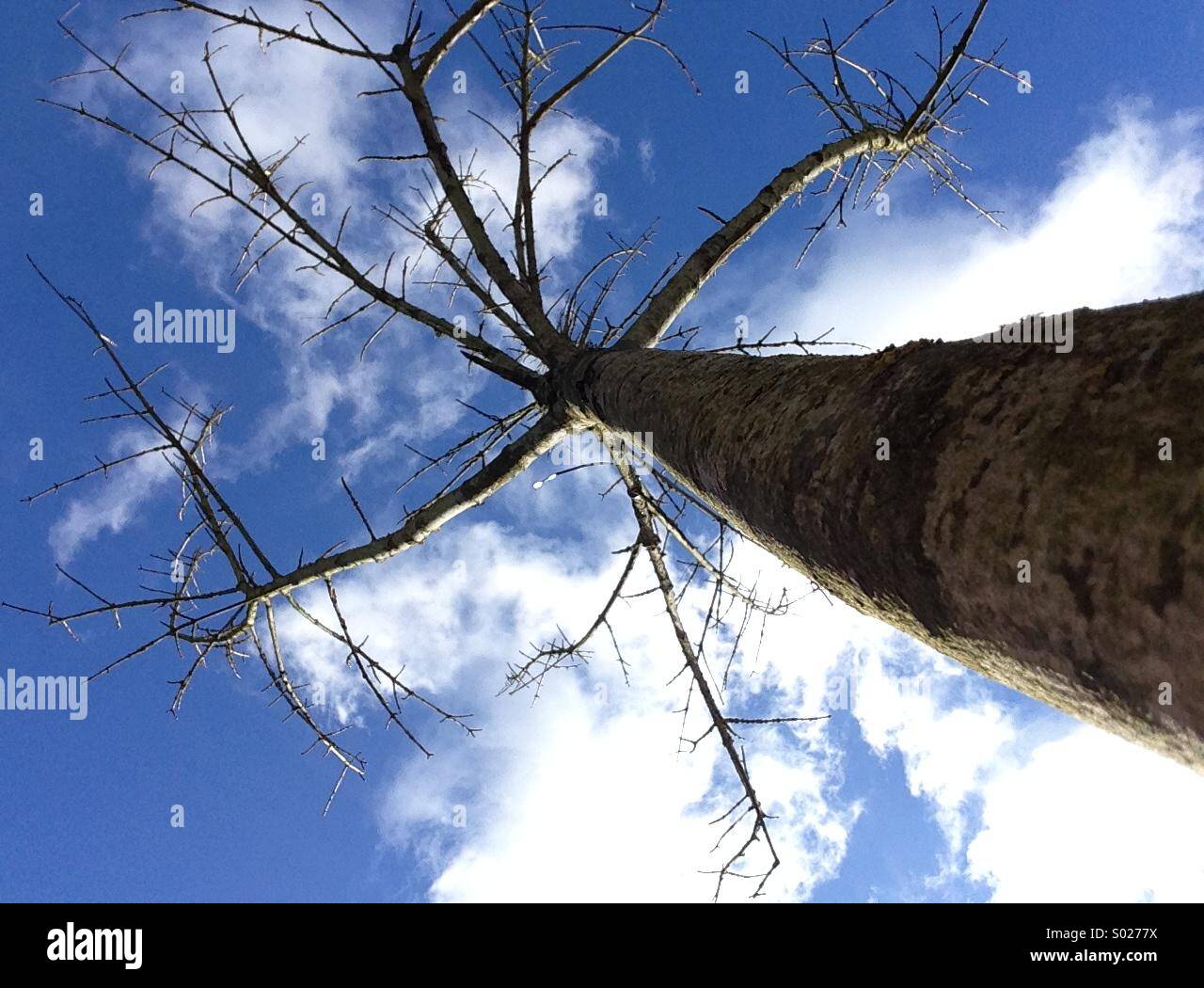 Tree with no leaves hi-res stock photography and images - Alamy