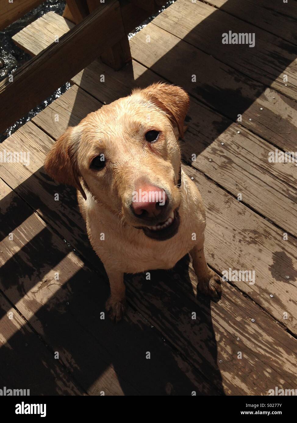 Wet Yellow Labrador Retriever; muddy dog Stock Photo - Alamy