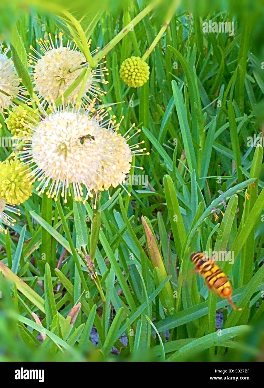 Busy flies hi-res stock photography and images - Alamy