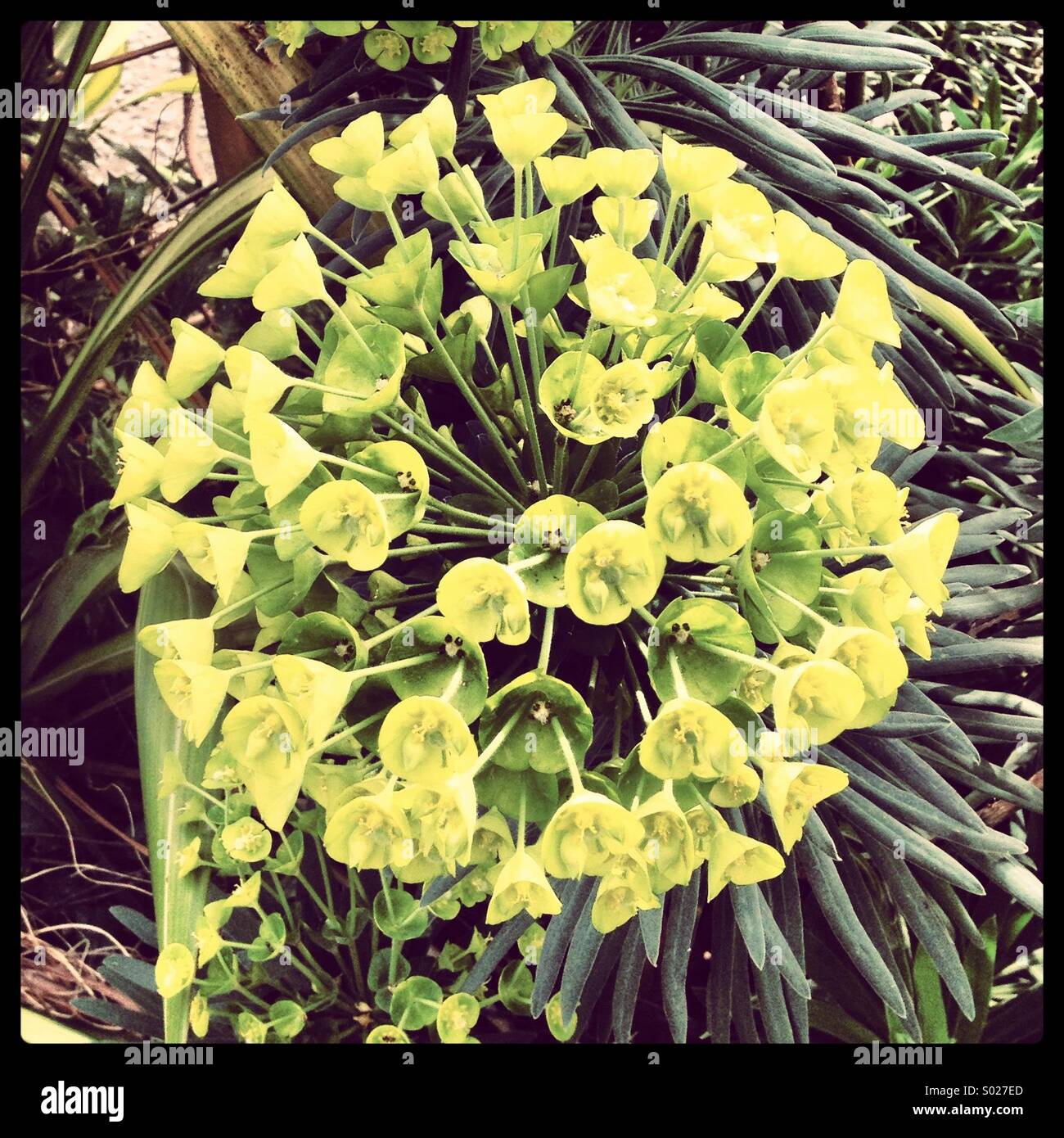 Unusual Plant Stock Photos & Unusual Plant Stock Images - Alamy